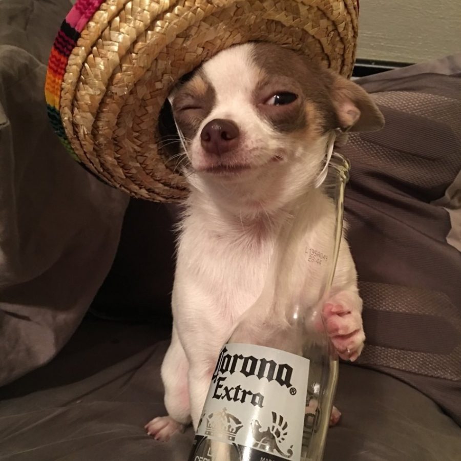 Best corona memes